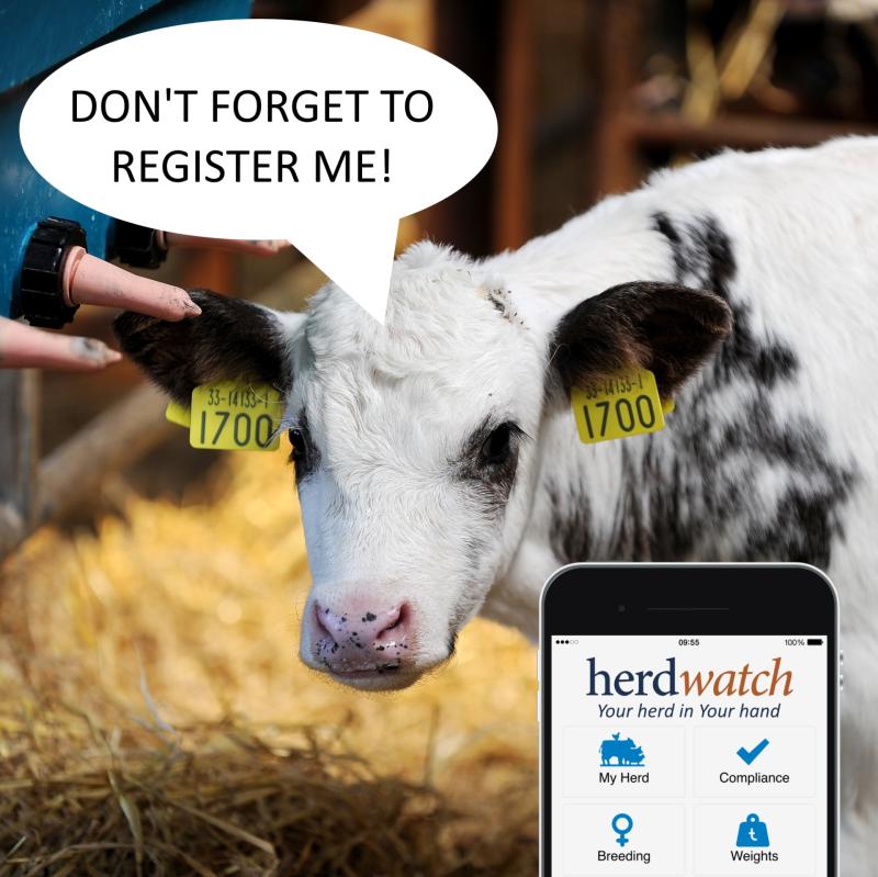 Herdwatch app gives a voice to your cattle - Tipperary Live