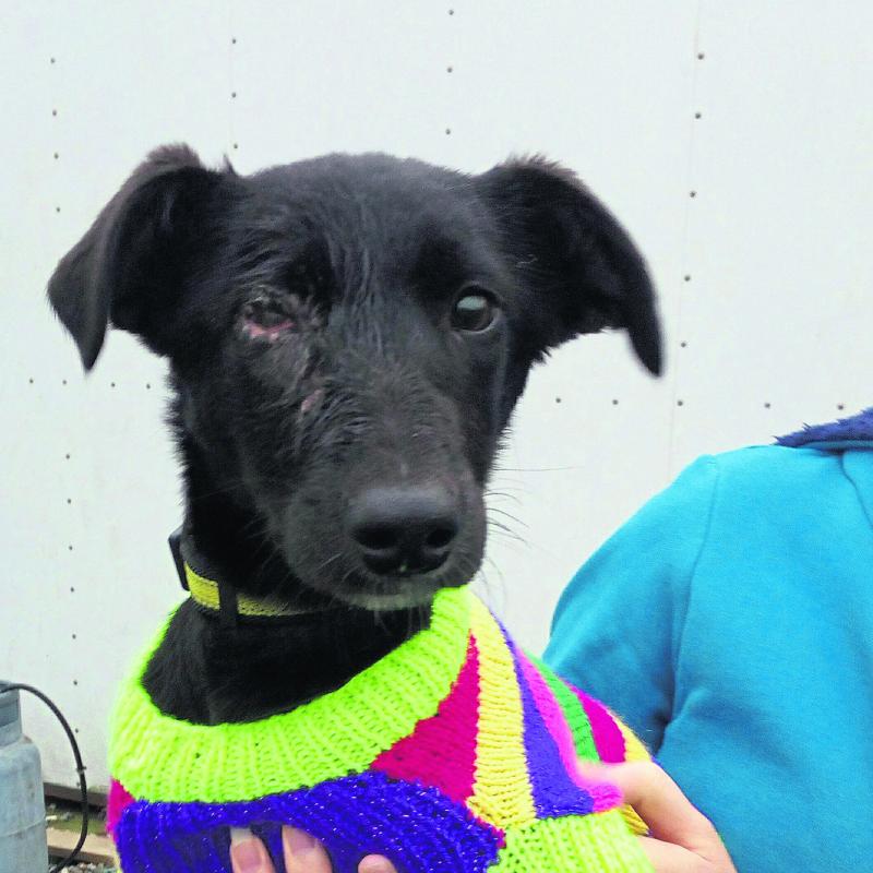 Mo Chara Animal Rescue: Saving Safari the little Lurcher - Tipperary Live