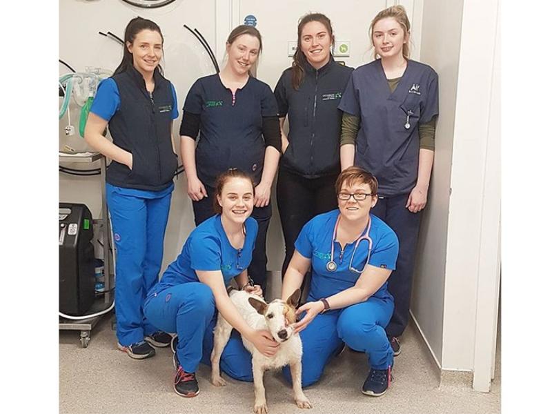 Mo Chara Animal Rescue: Woody the Wonder dog! - Tipperary Live