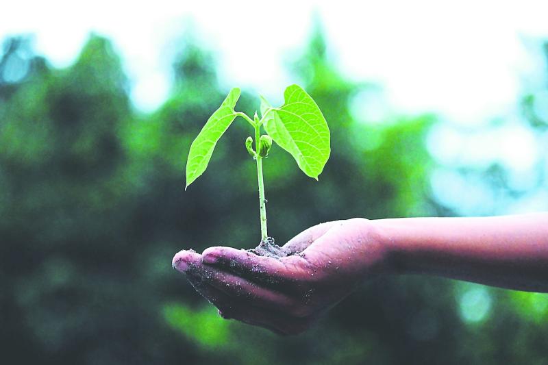 Gardening with James Vaughan: Tree Planting - Tipperary Live