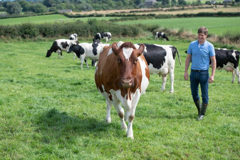 Tipperary farmer is hoping to get the cream at 2021 dairy awards ...