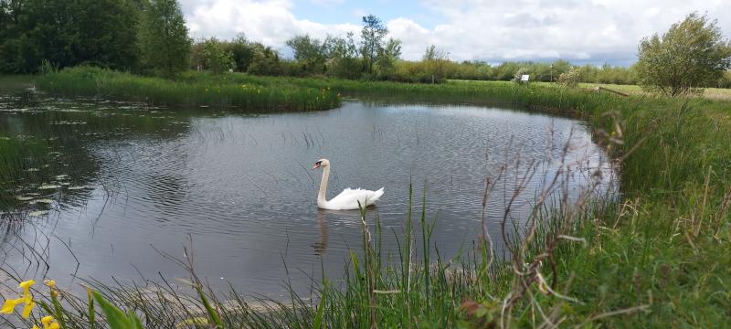 More wetlands in Tipperary could be an answer to better water quality ...