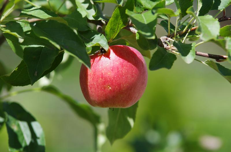 Tipperary eco-village to host community apple festival - Tipperary Live