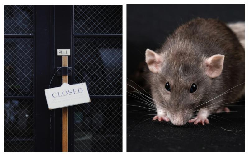 LIVE: Popular Tipp takeaway forced to close after rats seen running ...