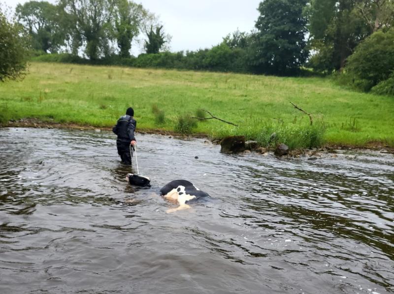 PICTURES: Daring rescue of cow in Tipperary found drifting in the ...