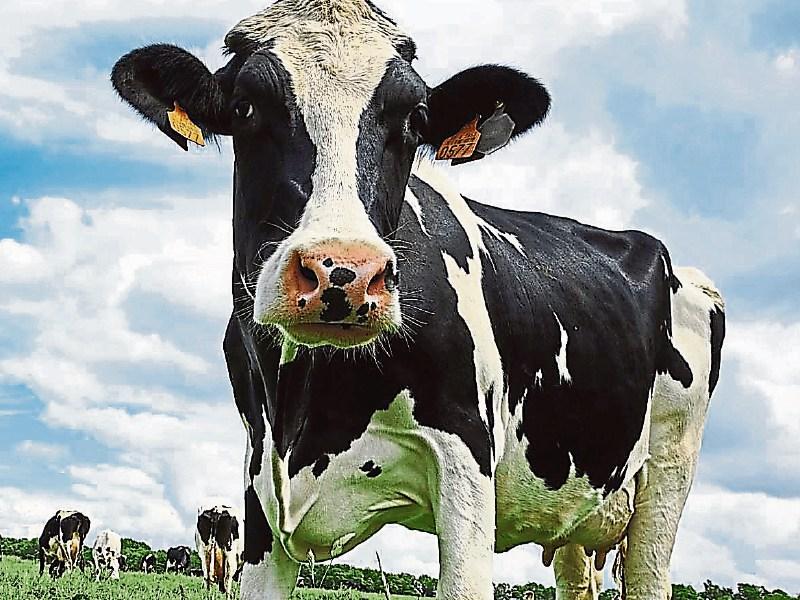 Tipperary farming: ICMSA ‘quietly confident’ milk price will increase ...