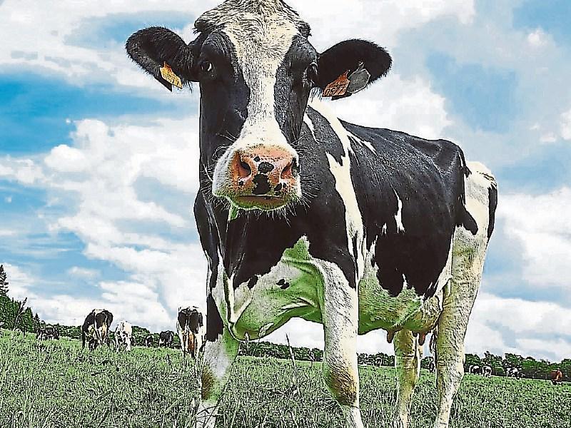 Tipperary farming: IFA to revise its campaign to maintain March milk ...