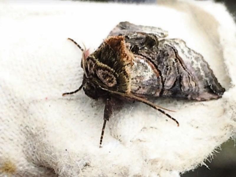 REVEALED: Surge in moth infestations in Irish homes - Tipperary Live
