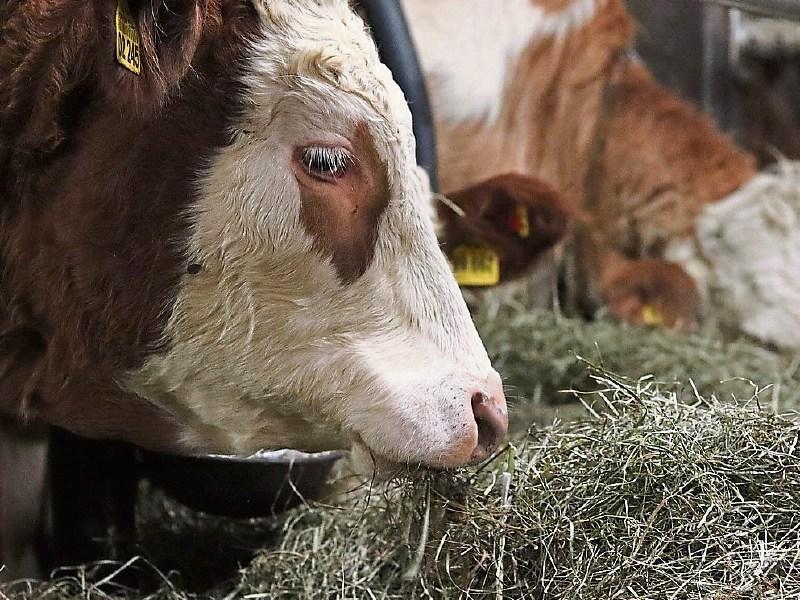 Tipperary farmers reminded of importance of drying off cows for calving ...