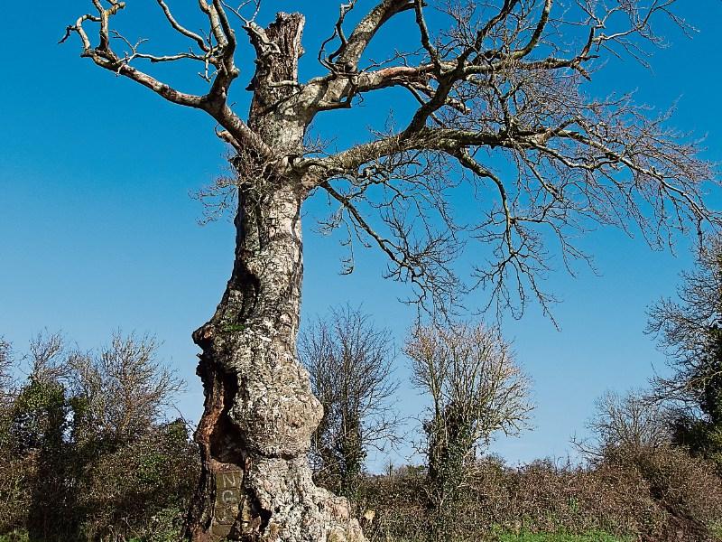 Tipperary council to plant tree in place of Ballylooby’s 300 years-old ...