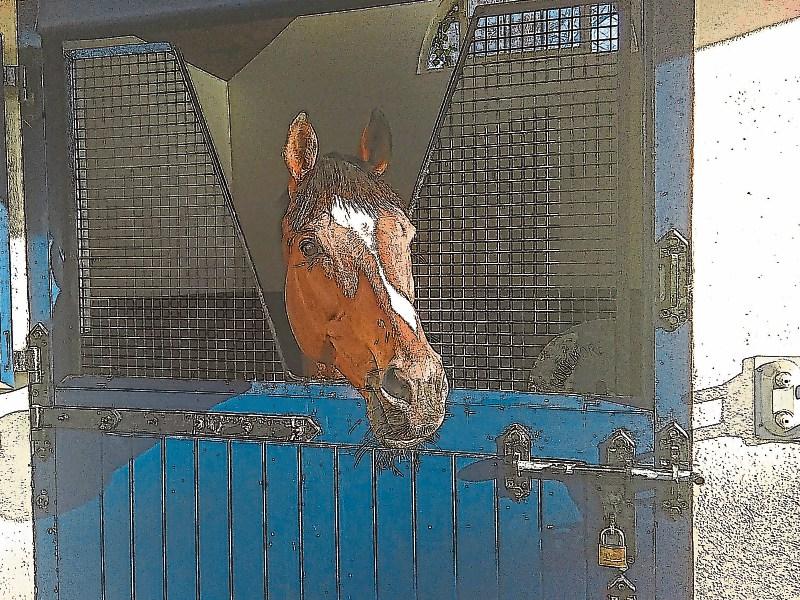 Tipperary super stallion Galileo sets new world record for his ...