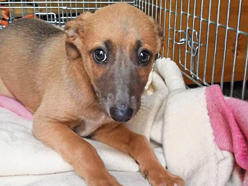 Faithful Francesca is a sweet sighthound - Tipperary Live