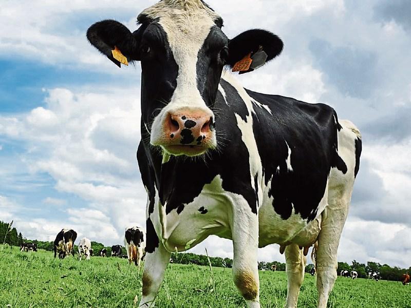 Tipperary farming: IFA 'expects' milk price increase for August ...
