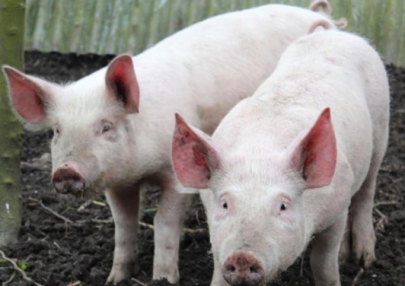 Tipperary pig farmers are losing money for 400 days says the IFA ...