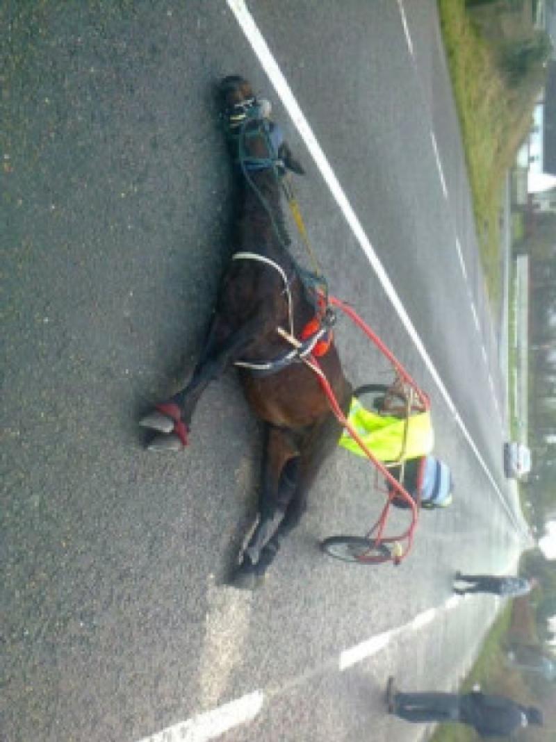 Animal cruelty as sulky horse driven to death - Tipperary Live