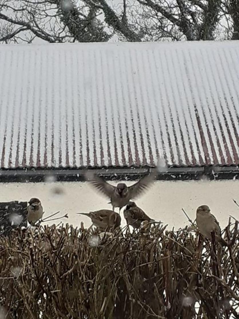 GALLERY: Readers sent us hundreds of pictures of the recent snowfall in ...