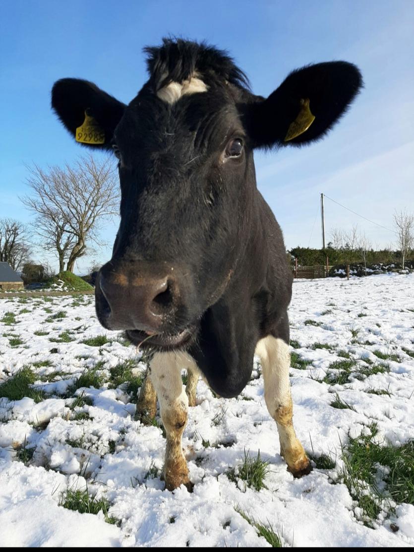 GALLERY: Readers sent us hundreds of pictures of the recent snowfall in ...