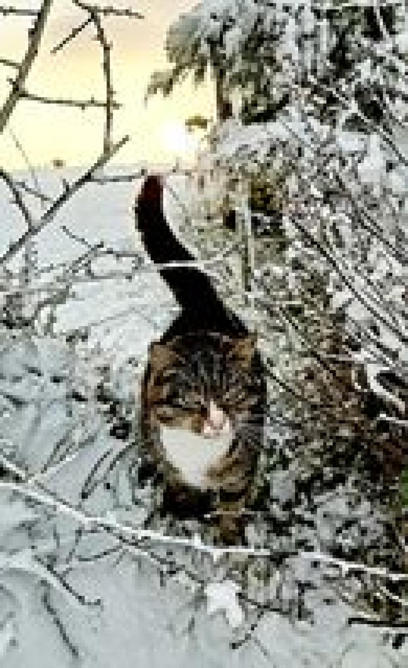 GALLERY: Readers sent us hundreds of pictures of the recent snowfall in ...